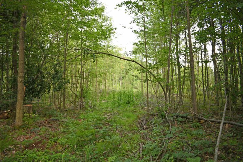 Greenbush (rural); Michigan.
